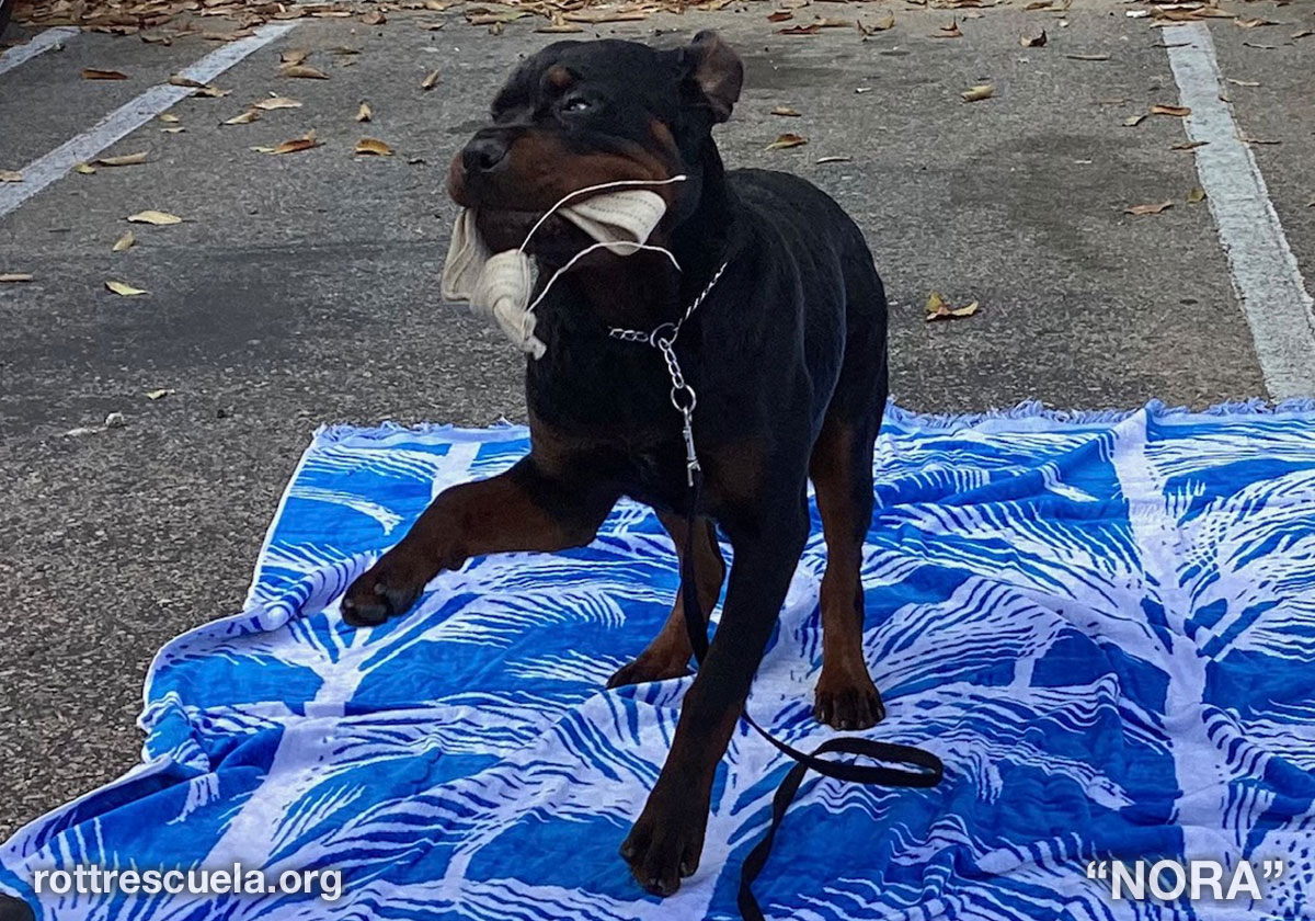 Rottweilers For Adoption